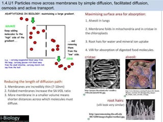 membrane transport ppt.pptx | Chemistry | Science