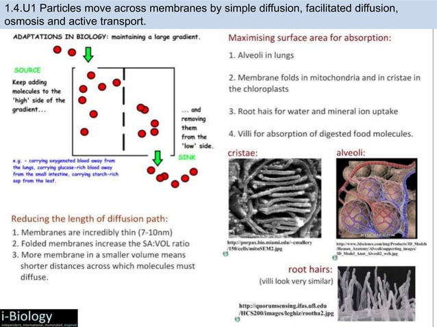 membrane transport ppt.pptx | Chemistry | Science