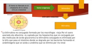 Membranopatias microesferocitosis | PPTX
