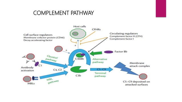 Membranoproliferative glomerulonephritis & c3 glomerulopathy | PPT