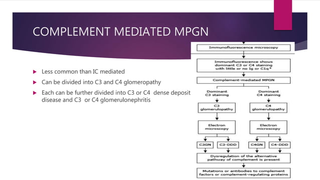 Membranoproliferative glomerulonephritis & c3 glomerulopathy | PPT