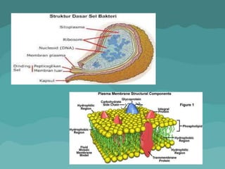 Membran Plasma & Mesosom | PPTX