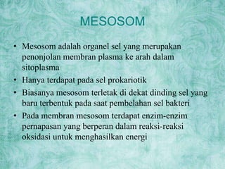 Membran Plasma & Mesosom | PPTX
