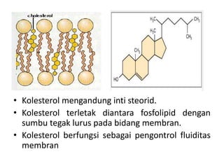 Membran sel | PPT
