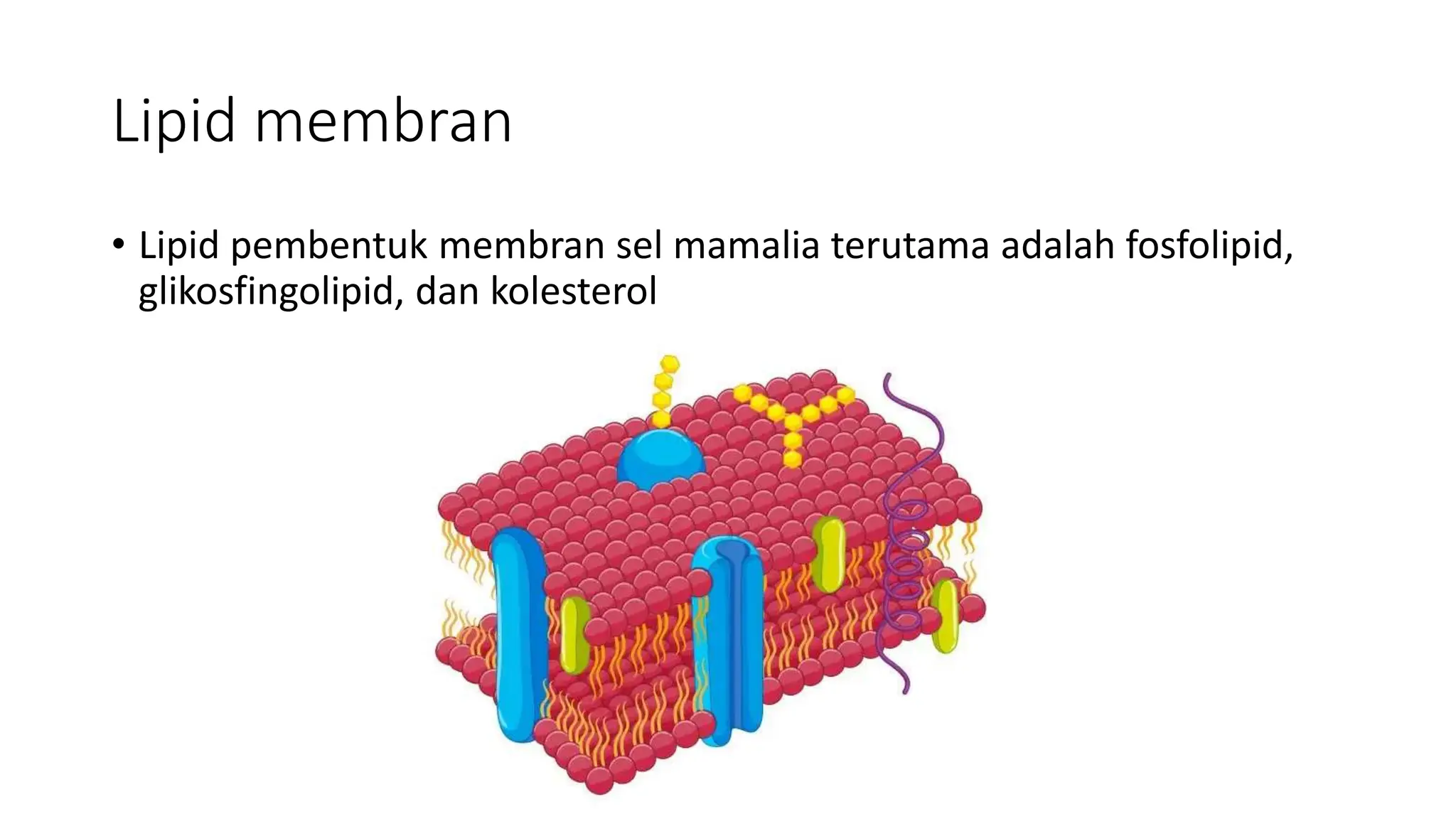MEMBRAN SEL.pptx