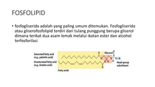 MEMBRAN SEL.pptx