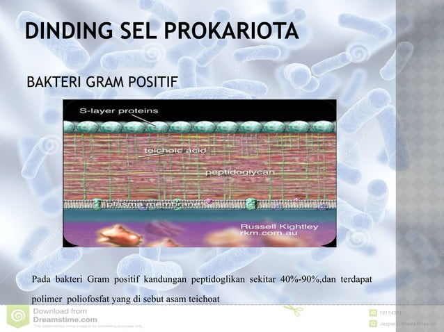 tugas kelompok MEMBRAN SEL DAN DINDING SEL.pptx