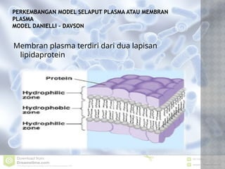 tugas kelompok MEMBRAN SEL DAN DINDING SEL.pptx