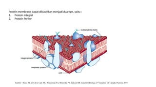 Membran Sel Pada Manusia, Hewan, dan Tum | PPTX