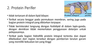 Membran Sel Pada Manusia, Hewan, dan Tum | PPTX