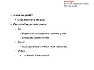Membro Inferior (osteologia I ).ppt