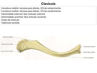 Osteologia dos membros superiores | PDF