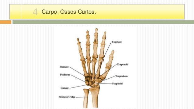 Membro superior.pptx