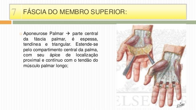 Membro superior.pptx