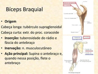 Membro superior - braço. Vanessa Rye Goto | PPT