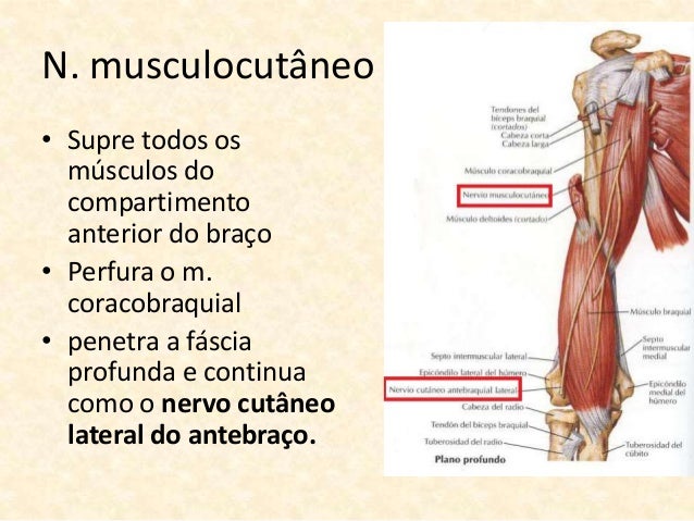 Membro superior - braço. Vanessa Rye Goto