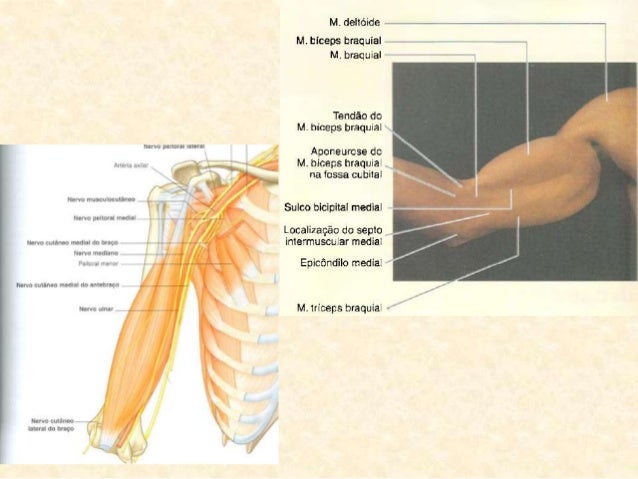 Membro superior - braço. Vanessa Rye Goto