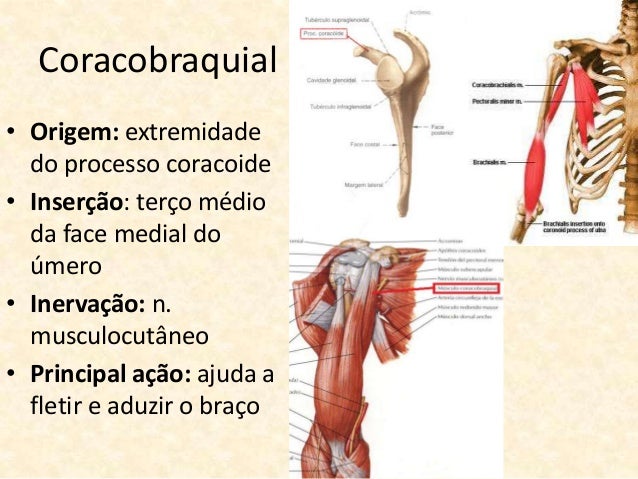 Membro superior - braço. Vanessa Rye Goto
