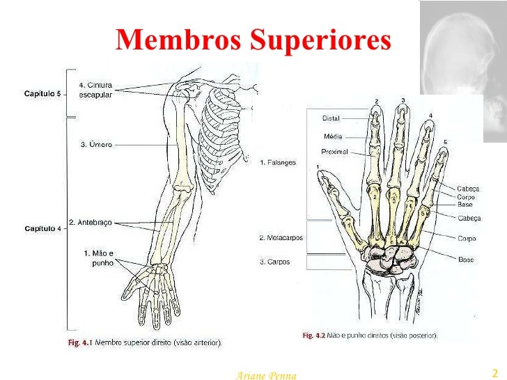 Membros Superiores I