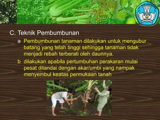 membumbun 1.pptx