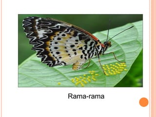 Memerihalkan cara haiwan tahun 5 | PPTX