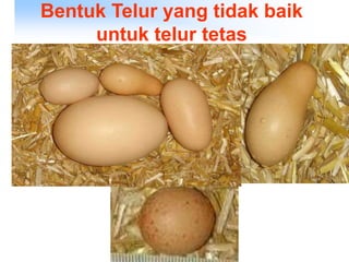 Memilih_telur_tetas yang baik untuk ditetaskan.ppt