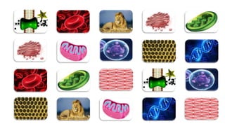 PLANTILLAS DE MEMORAMA CIENCIAS NATURALES | PPTX