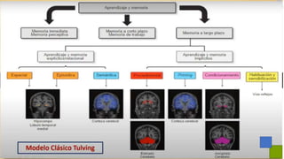 historia de la memoria, desde los modelos de tulving y alteraciones | PPT