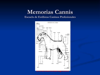 MEMORIA CANNIS MANUAL DE ESTETICA CANINA.ppt