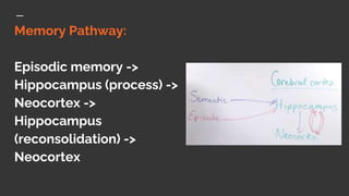 Understanding the Brain.pptx