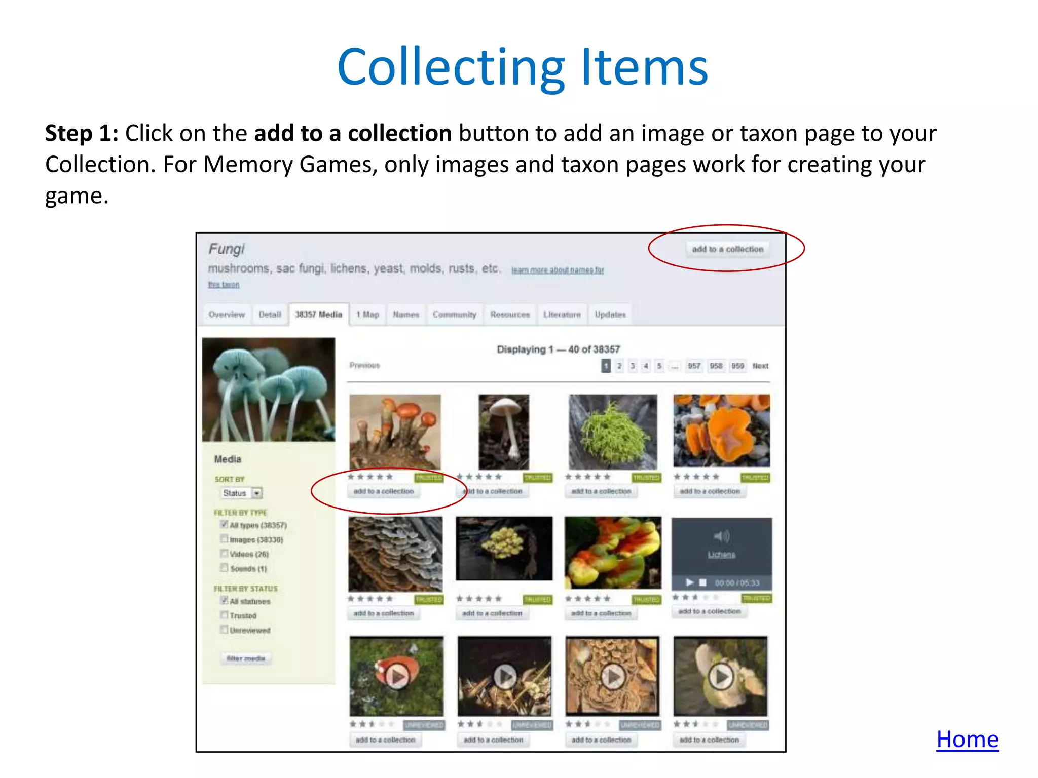 Creating an EOL Species Match Memory Game | PPT