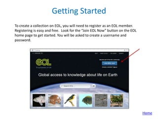 Creating an EOL Species Match Memory Game | PPT