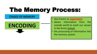 Human Memory | PPT