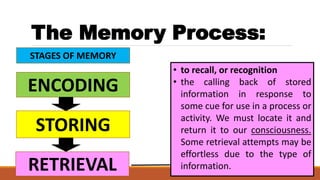 Human Memory | PPT