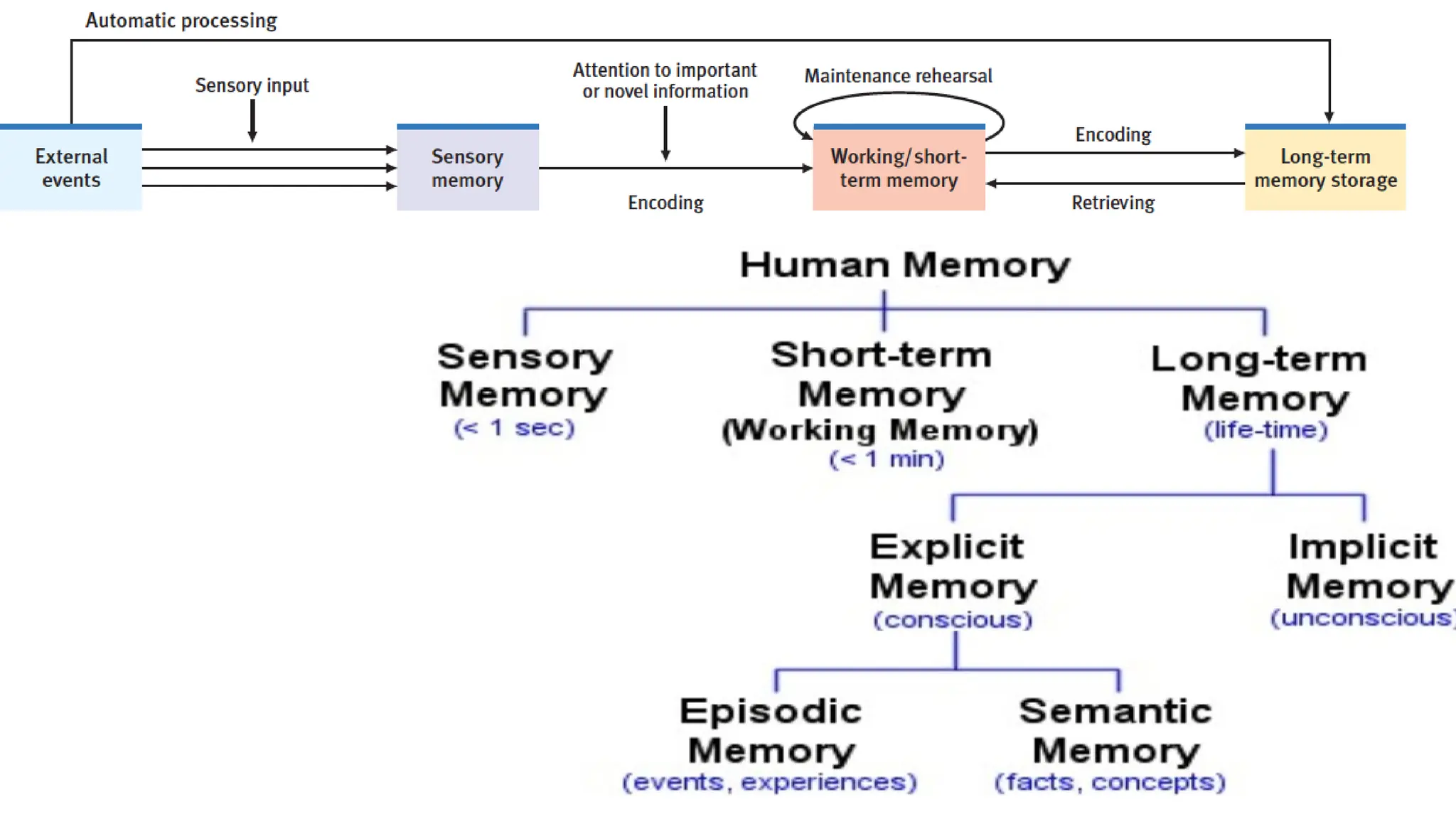 Introduction to Psychology - A lecture on Memory | PPTX | Internet for Beginners | Internet