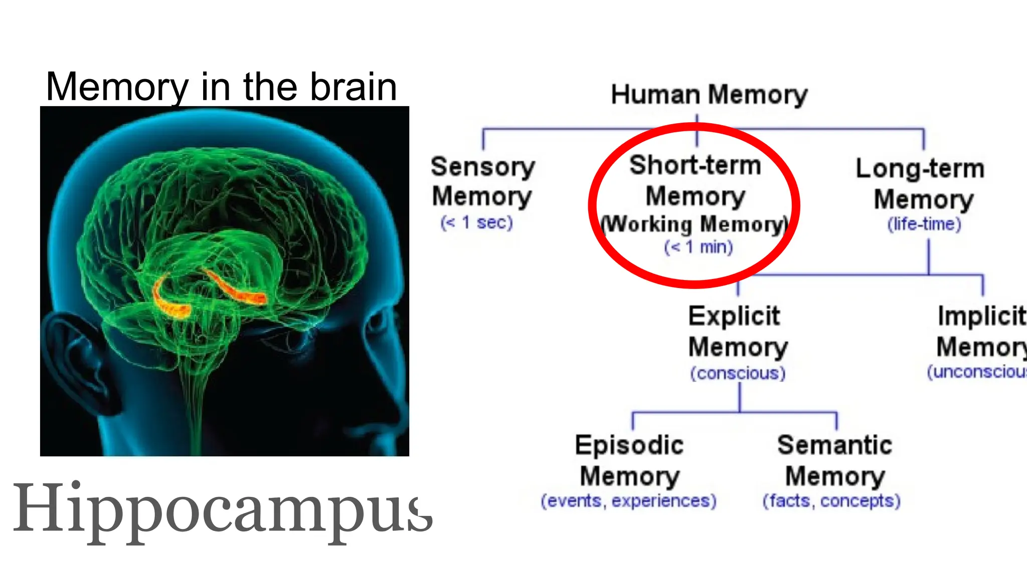 Introduction to Psychology - A lecture on Memory | PPTX | Internet for Beginners | Internet