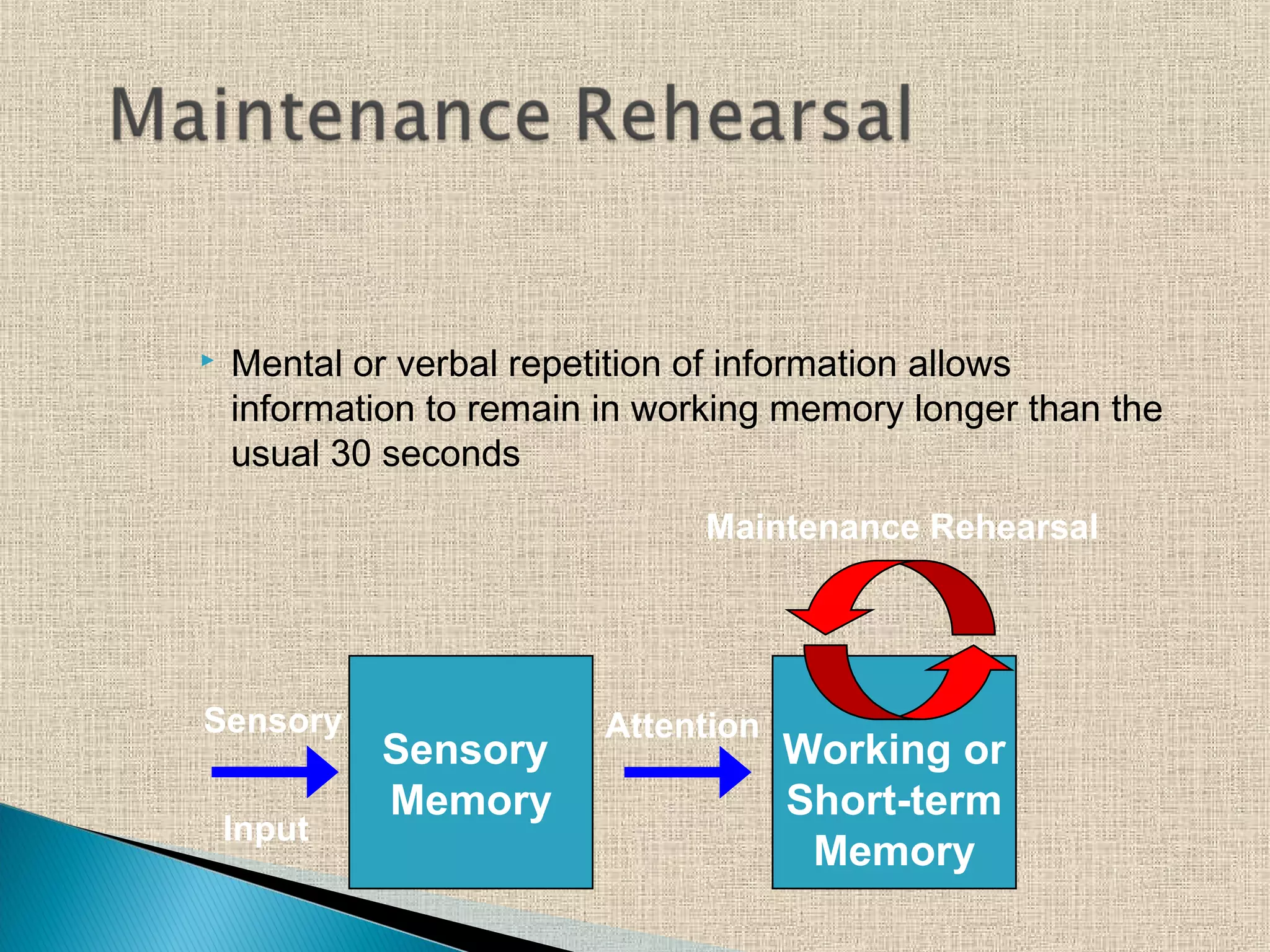 Memory and forgetting | PPT