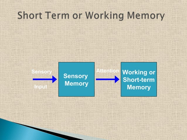 Memory and forgetting | PPT | Data Storage and Warehousing | Computing
