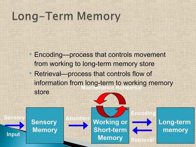 Memory and forgetting | PPT | Data Storage and Warehousing | Computing