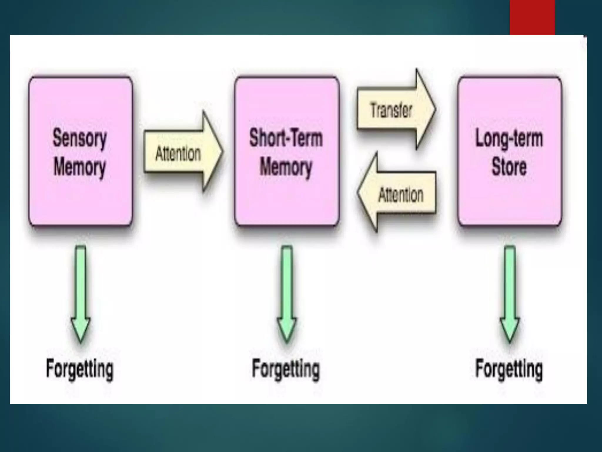 Memory and forgetting in psychology | PDF