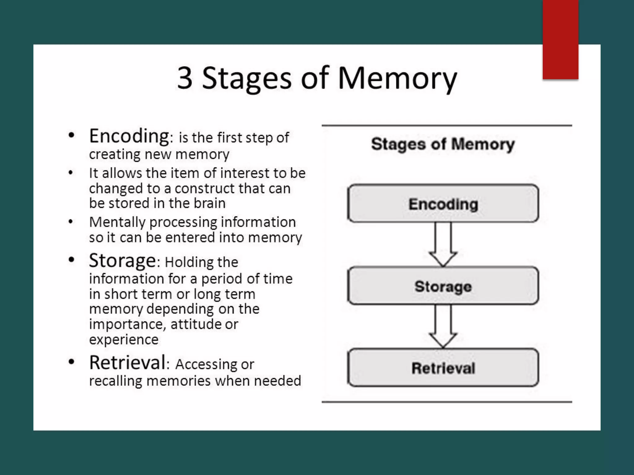 Memory and forgetting in psychology | PDF