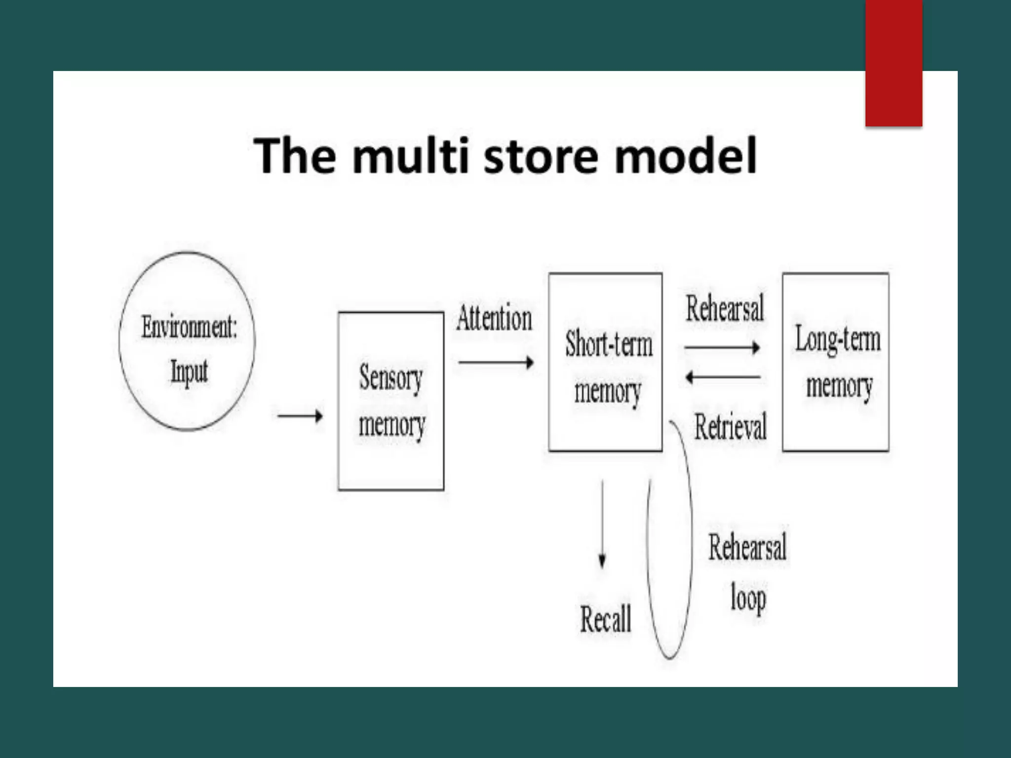 Memory and forgetting in psychology | PDF