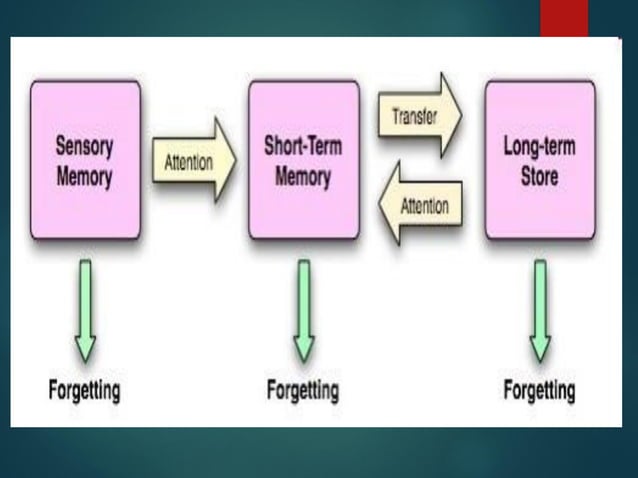 Memory and forgetting in psychology | PDF