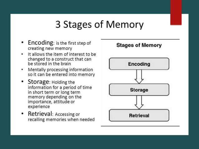 Memory and forgetting in psychology | PDF