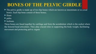 The bones of the pelvis and it's function and joints involved.pptx