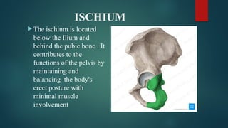 The bones of the pelvis and it's function and joints involved.pptx