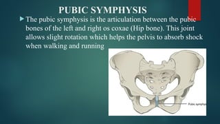 The bones of the pelvis and it's function and joints involved.pptx