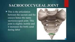 The bones of the pelvis and it's function and joints involved.pptx
