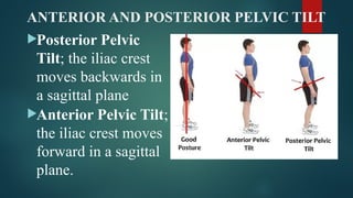 The bones of the pelvis and it's function and joints involved.pptx