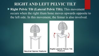The bones of the pelvis and it's function and joints involved.pptx
